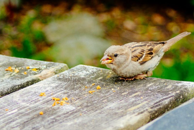 Isles of Scilly Travel Guide | Where to Stay And Explore Scillies